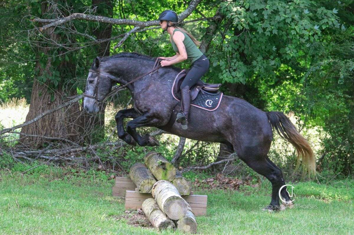 Governor - Versatile & Family-Friendly 5 yo Grey Friesian/Percheron Gelding