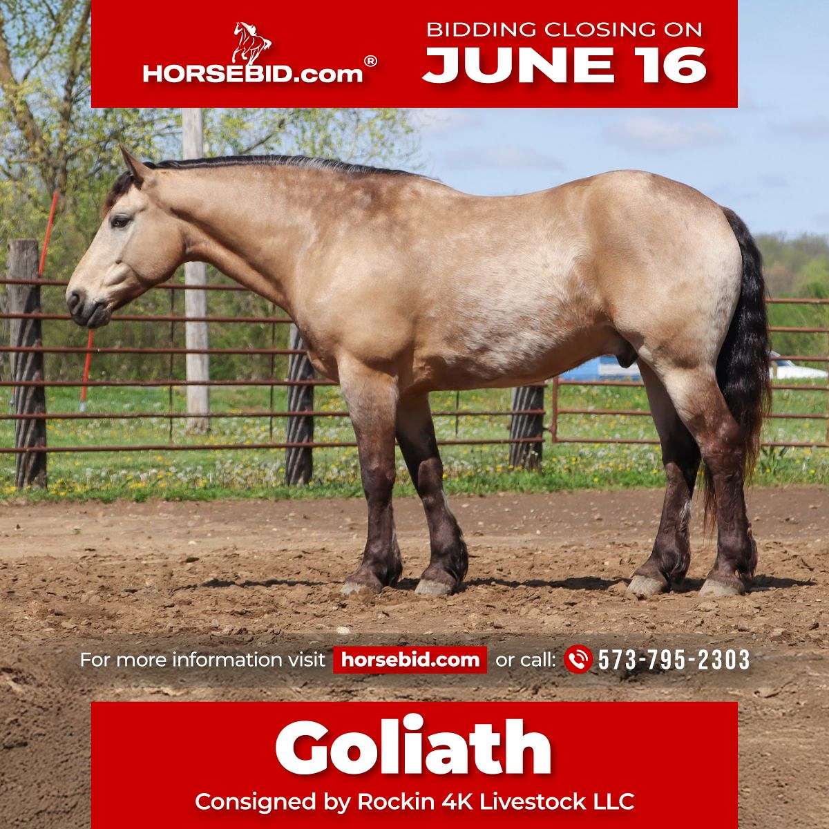Goliath - a True Gentle Giant 6 Yr Old Buckskin Draft Cross Gelding!