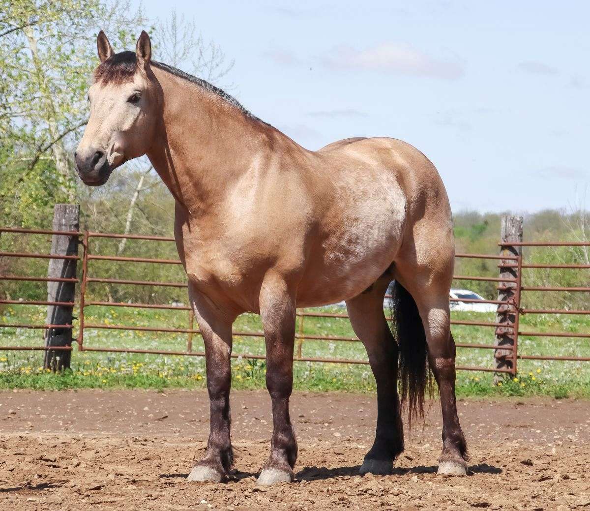 Goliath - a True Gentle Giant 6 Yr Old Buckskin Draft Cross Gelding!
