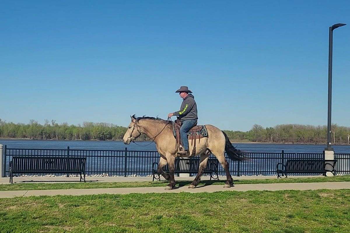 Goliath - a True Gentle Giant 6 Yr Old Buckskin Draft Cross Gelding!