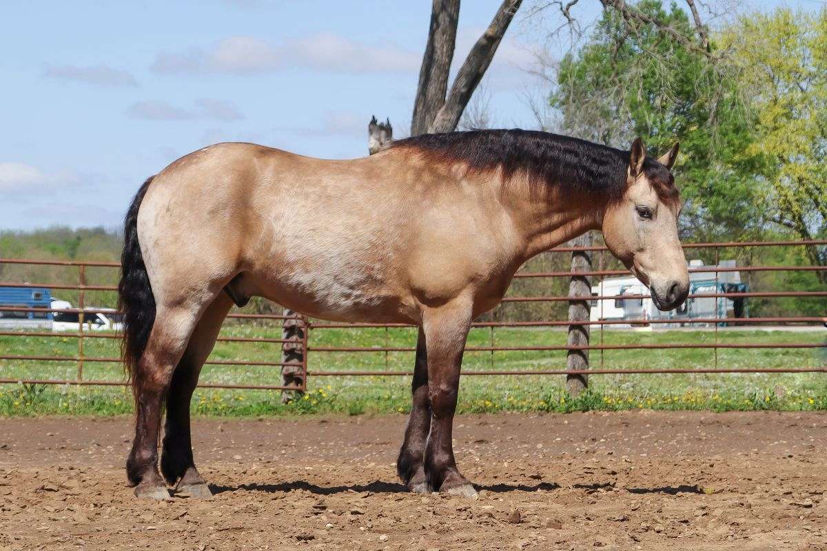 Goliath - a True Gentle Giant 6 Yr Old Buckskin Draft Cross Gelding!