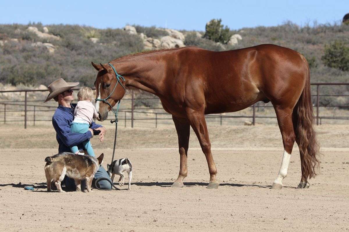Dougie - Certified Good Boy 4 Yr Old Sorrel AQHA Gelding!