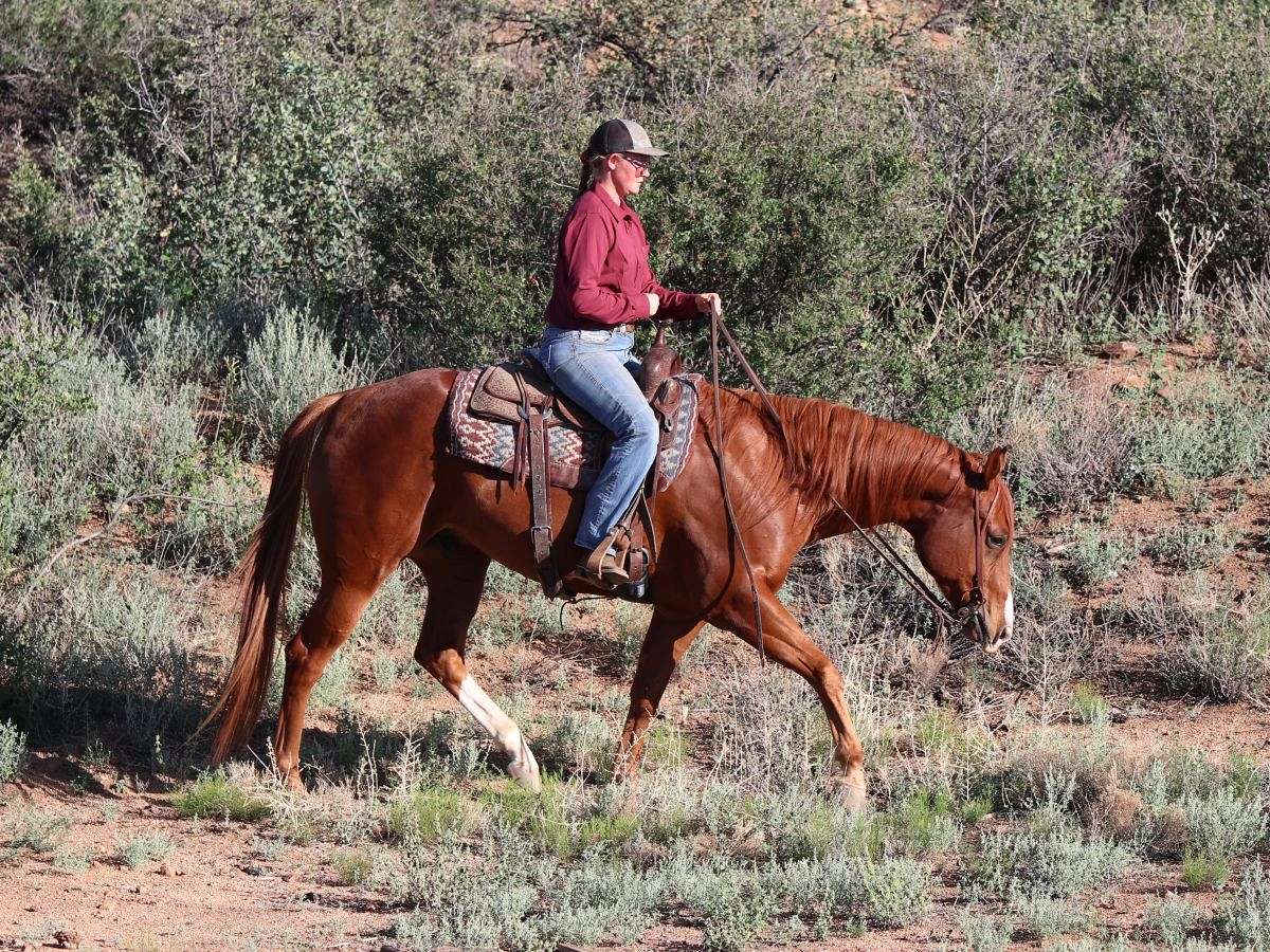 Dougie - Certified Good Boy 4 Yr Old Sorrel AQHA Gelding!