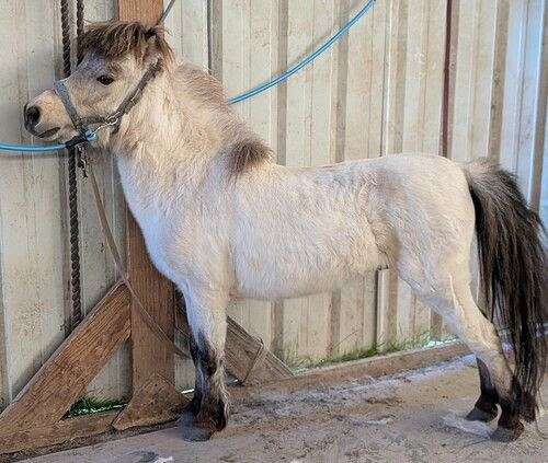 AMHA / AMHR 6 Year Old Buttermilk Buckskin Stallion