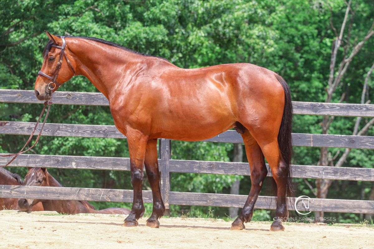 Dorus Du Domain Z - Seasoned & Fool-Proof 15 yo Bay Zangershiede Gelding!
