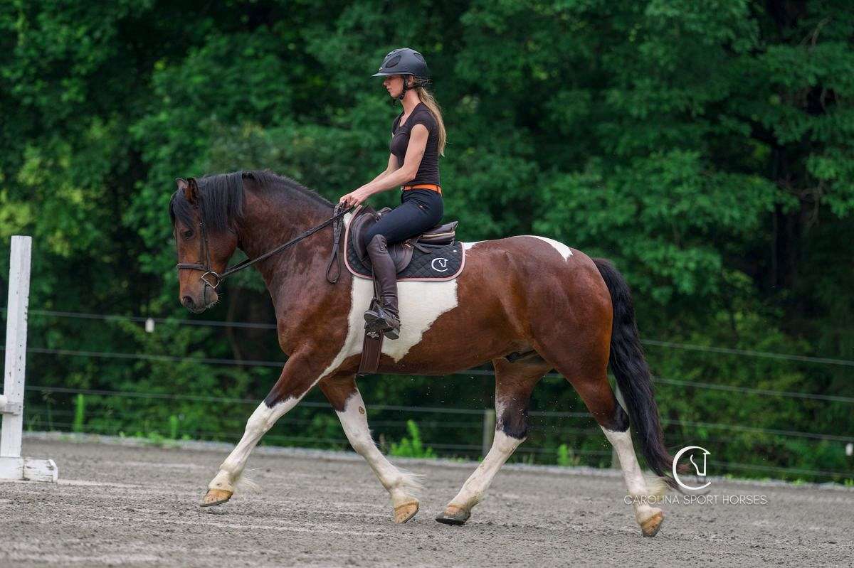 Diego - Well-Trained & Talented 4 Yr Old Tri Colored Fsh Gelding!