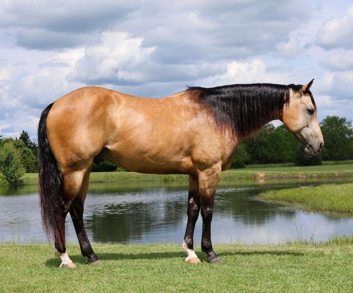 Dandy - Exceptional Ranch & Trail Horse 8 Yr Old Buckskin QH Gelding!