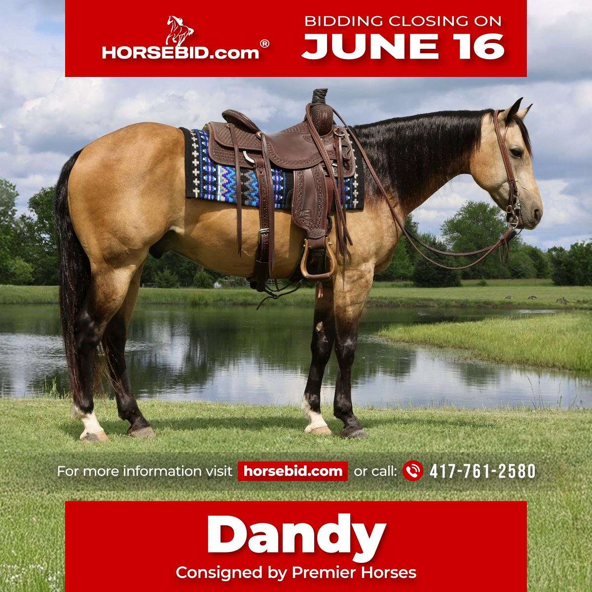 Dandy - Exceptional Ranch & Trail Horse 8 Yr Old Buckskin QH Gelding!