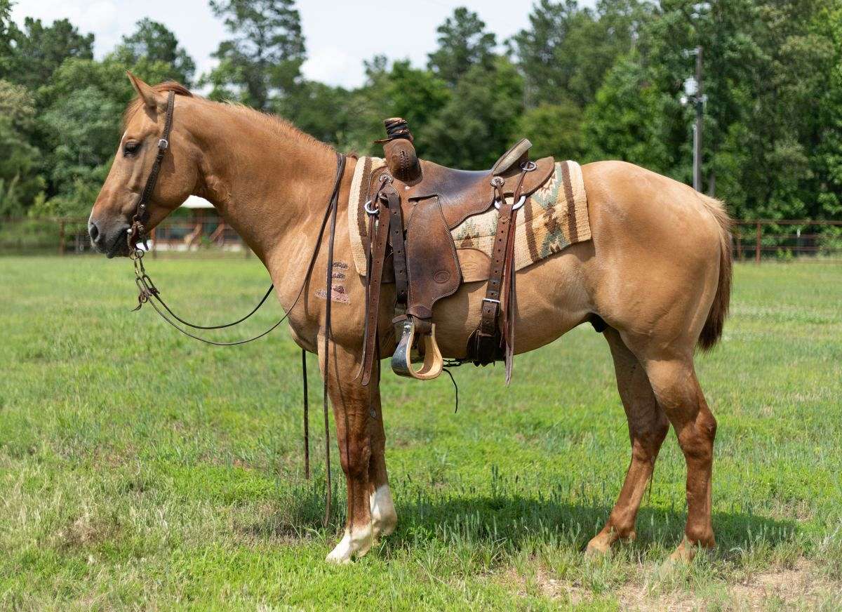Broke Four Year Old Gelding