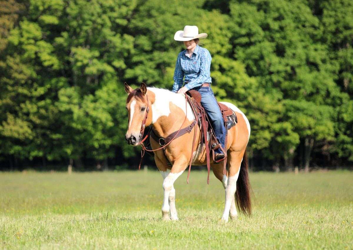 Casino - Super Awesome 11 Yr Old Buckskin & White Paint Horse Gelding!