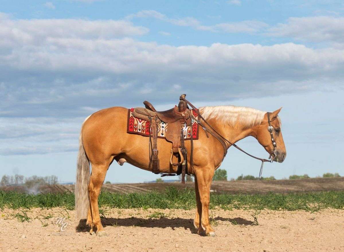 Bucket - Amazing Ranch & Reining Horse 7 Yr Old Palomino AQHA Gelding!