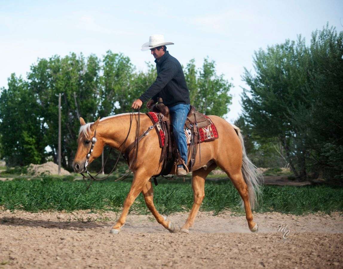 Bucket - Amazing Ranch & Reining Horse 7 Yr Old Palomino AQHA Gelding!