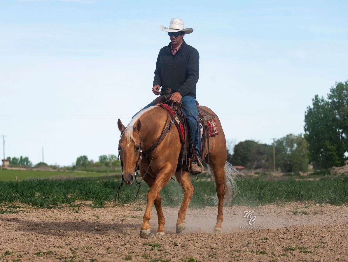 Bucket - Amazing Ranch & Reining Horse 7 Yr Old Palomino AQHA Gelding!