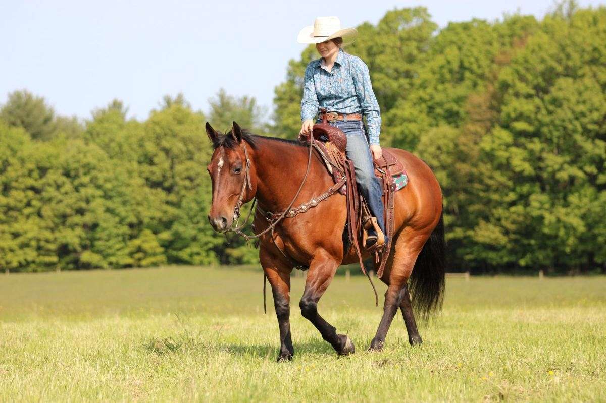 Aspen - Solid All-Around Riding Horse 8 Yr Old Bay AQHA Mare!