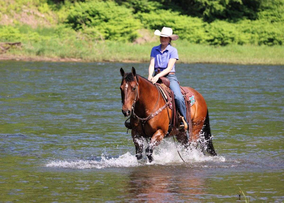Aspen - Solid All-Around Riding Horse 8 Yr Old Bay AQHA Mare!