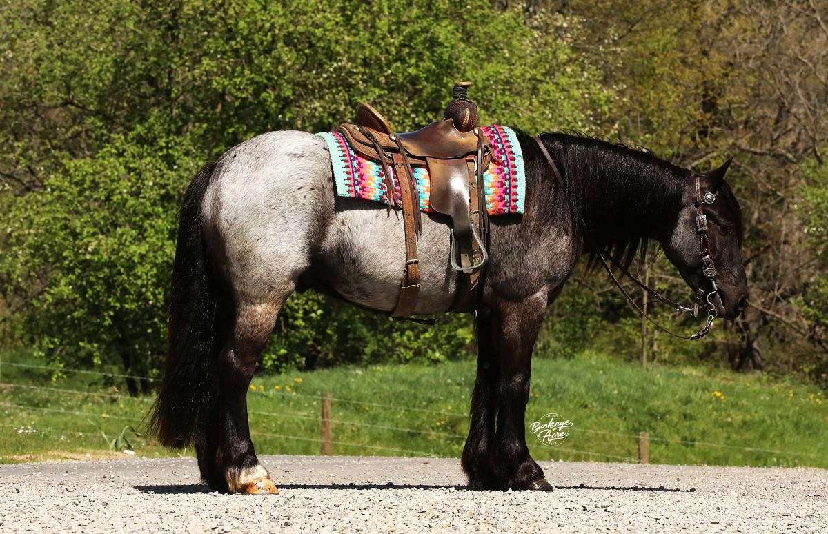 Bluey 4-Year-Old, 13.2-Hand Blue Roan Gypsy Cross Gelding is a True Gem