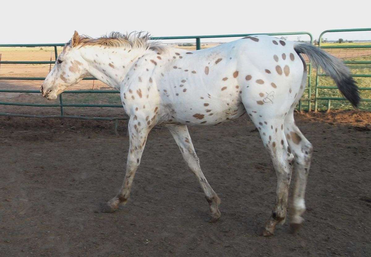 Buckskin Leopard Colt