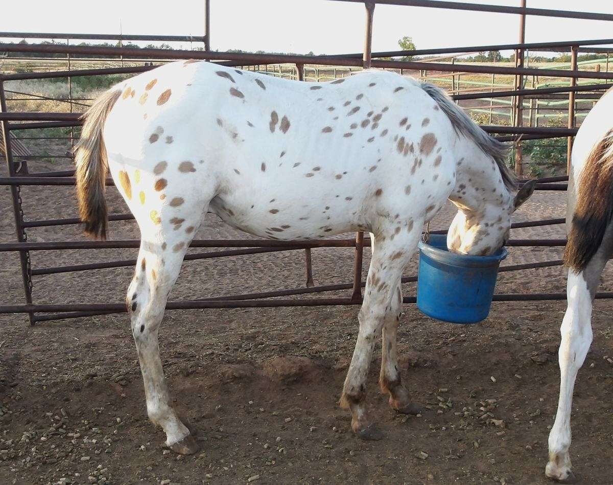 Buckskin Leopard Colt