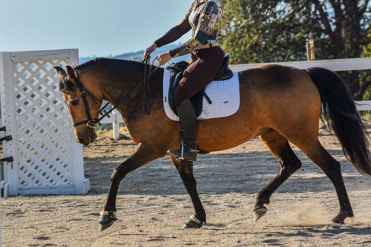 Safe Flashy Show Pony