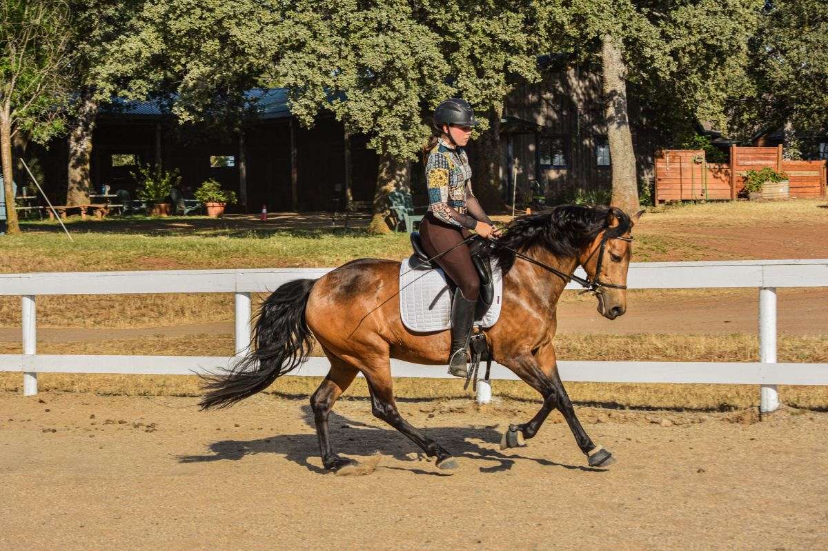 Safe Flashy Show Pony