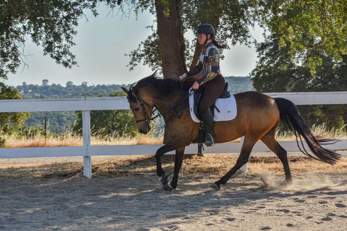 Safe Flashy Show Pony