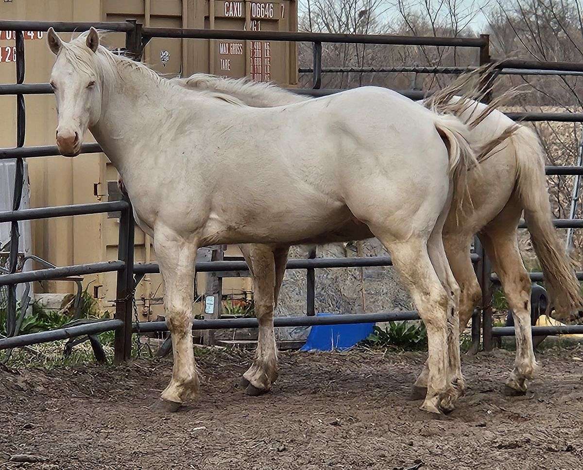 Buddy ~ 2 Year Cremello Stallion (Geld)