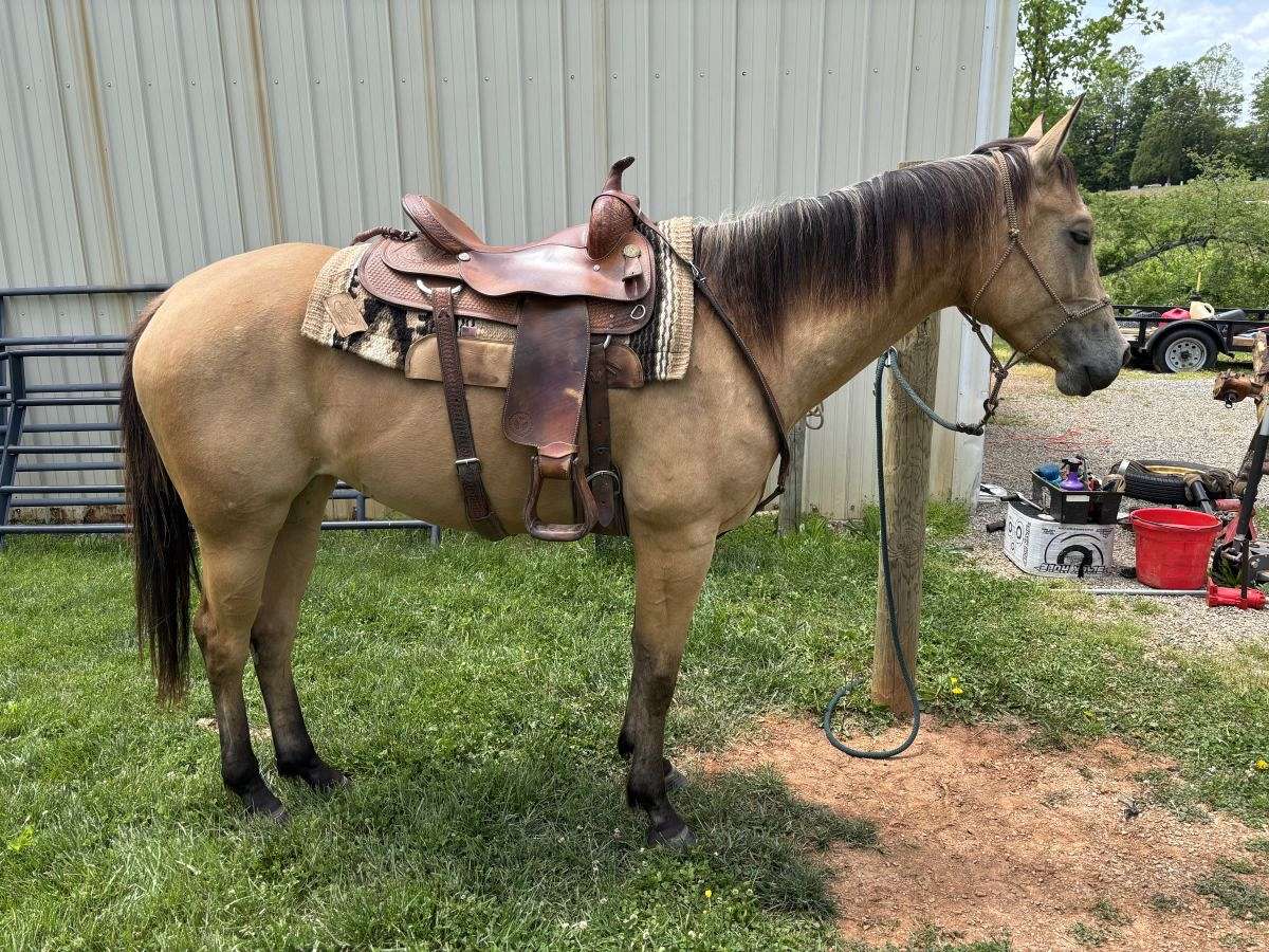 3 Year Old AQHA Mare