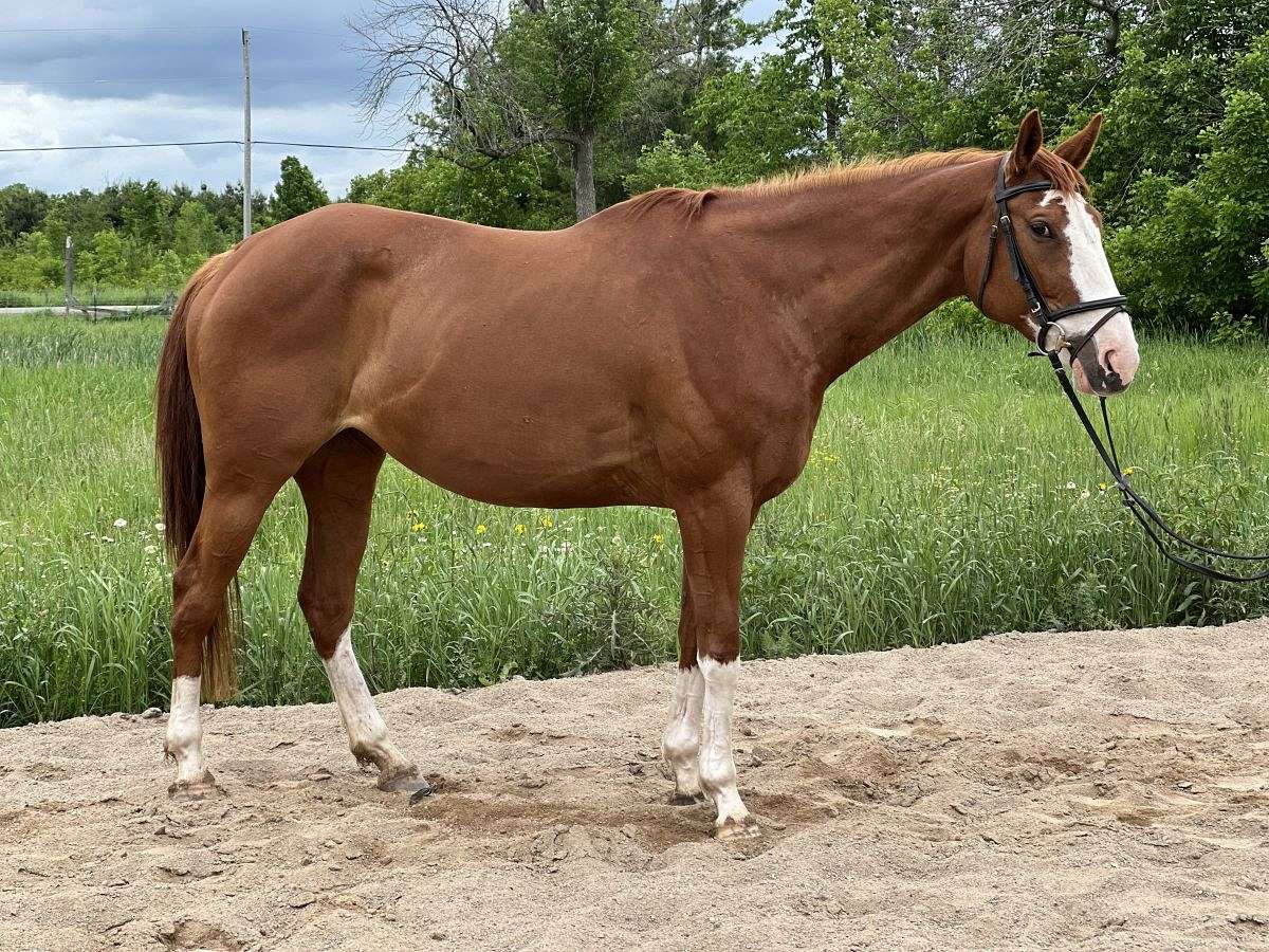 2018 Thoroughbred Mare