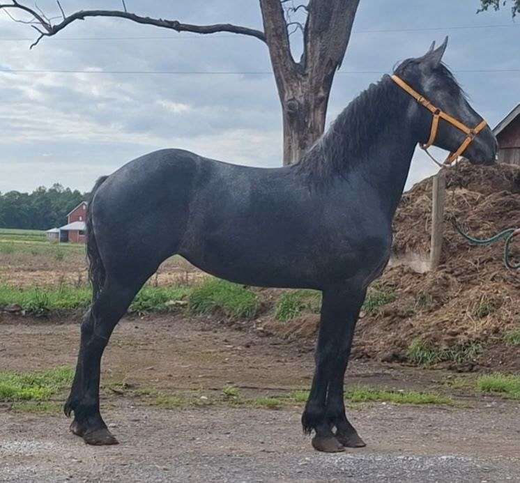 Two Year Old Gray Percheron Mare