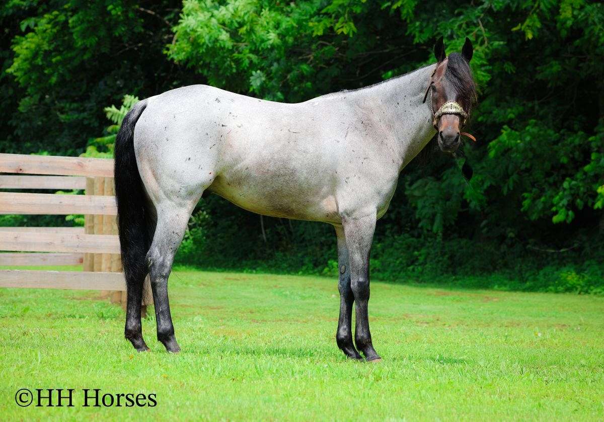 Gorgeous AQHA 6 Yr Old True Blue Roan Ranch Gelding, Trails, Show, Ranch