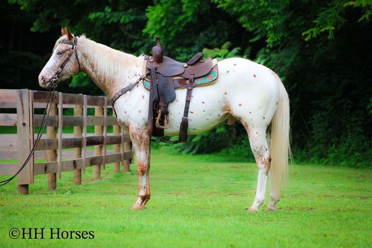 Loud Colored Leopard Appaloosa Gelding, Gentle, Stout Made