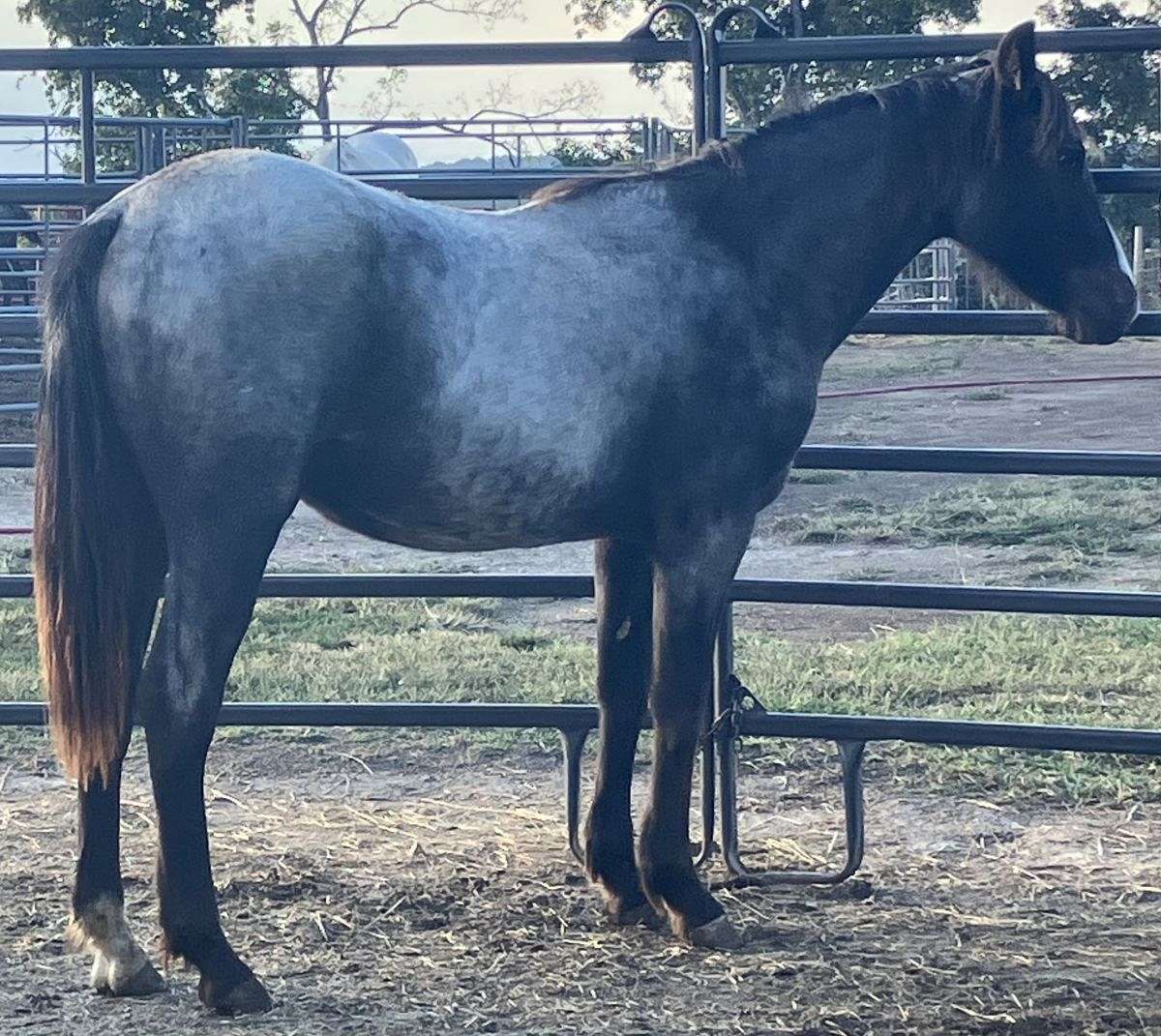 Blue Roan Appaloosa 1/2 Draft Filly