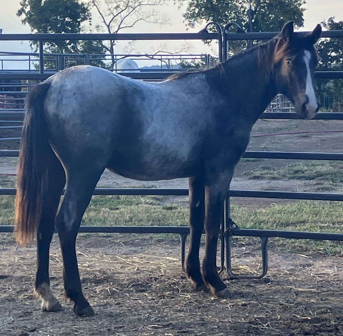 Blue Roan Appaloosa 1/2 Draft Filly