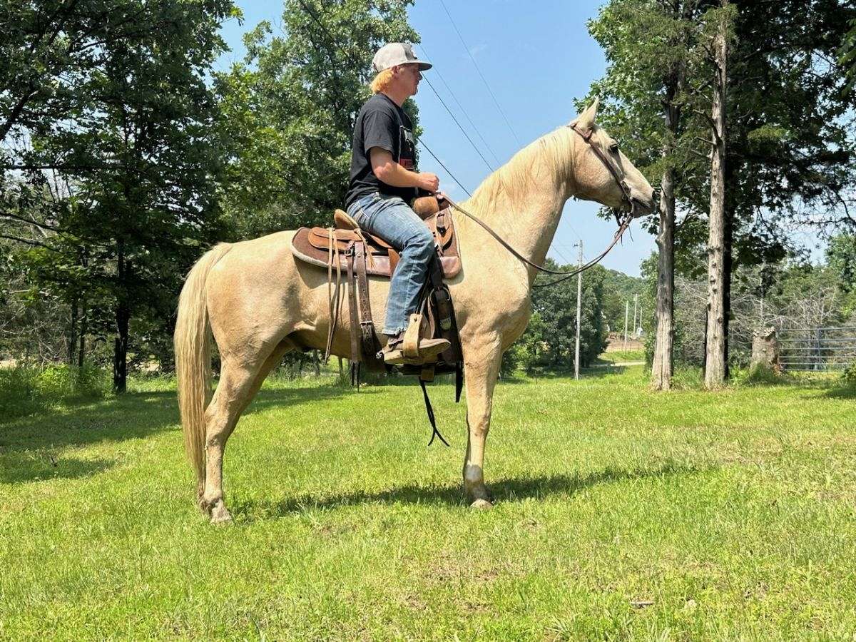 Gentle Broke to Ride Palomino Quarter Horse - Carlos