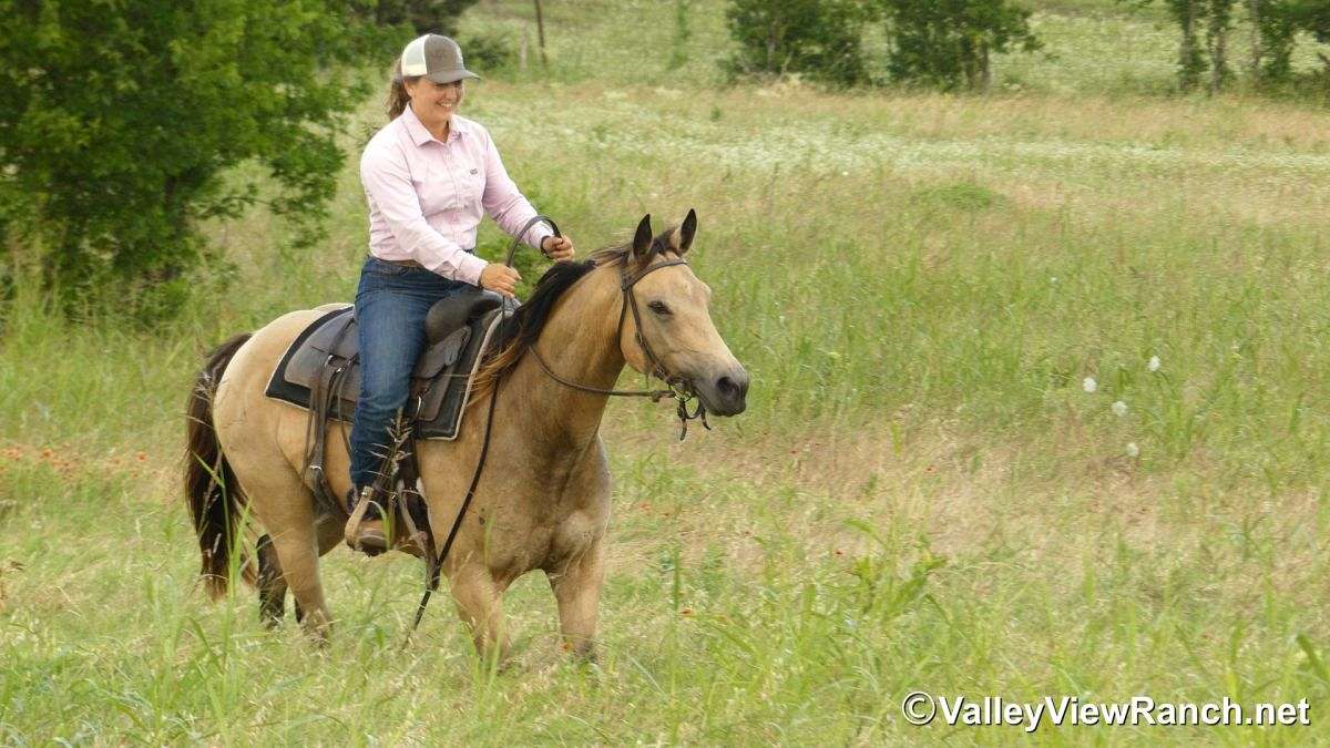 Barbies Bobcat ~14.2hh, 2019, Buckskin, AQHA, Mare