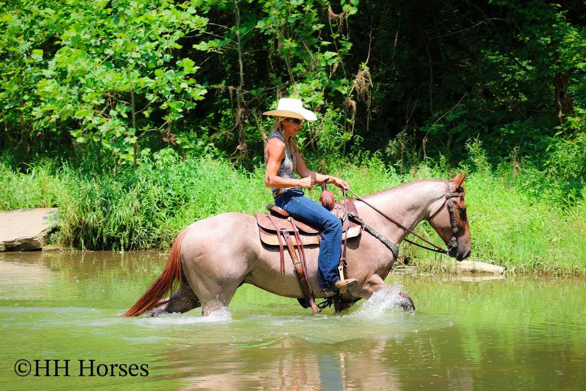 Really Nice Red Roan Quarter Horse Gelding, Ranch, Rope, Trail Ride