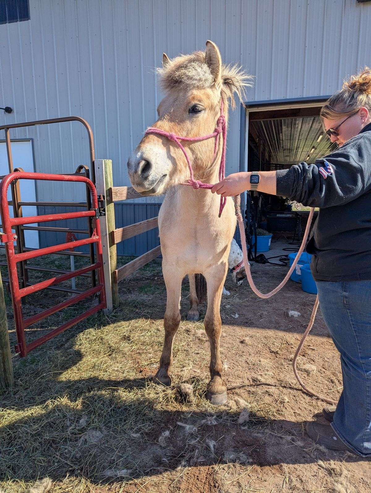 2 Year Old Norwegian Fjord Gelding for Sale