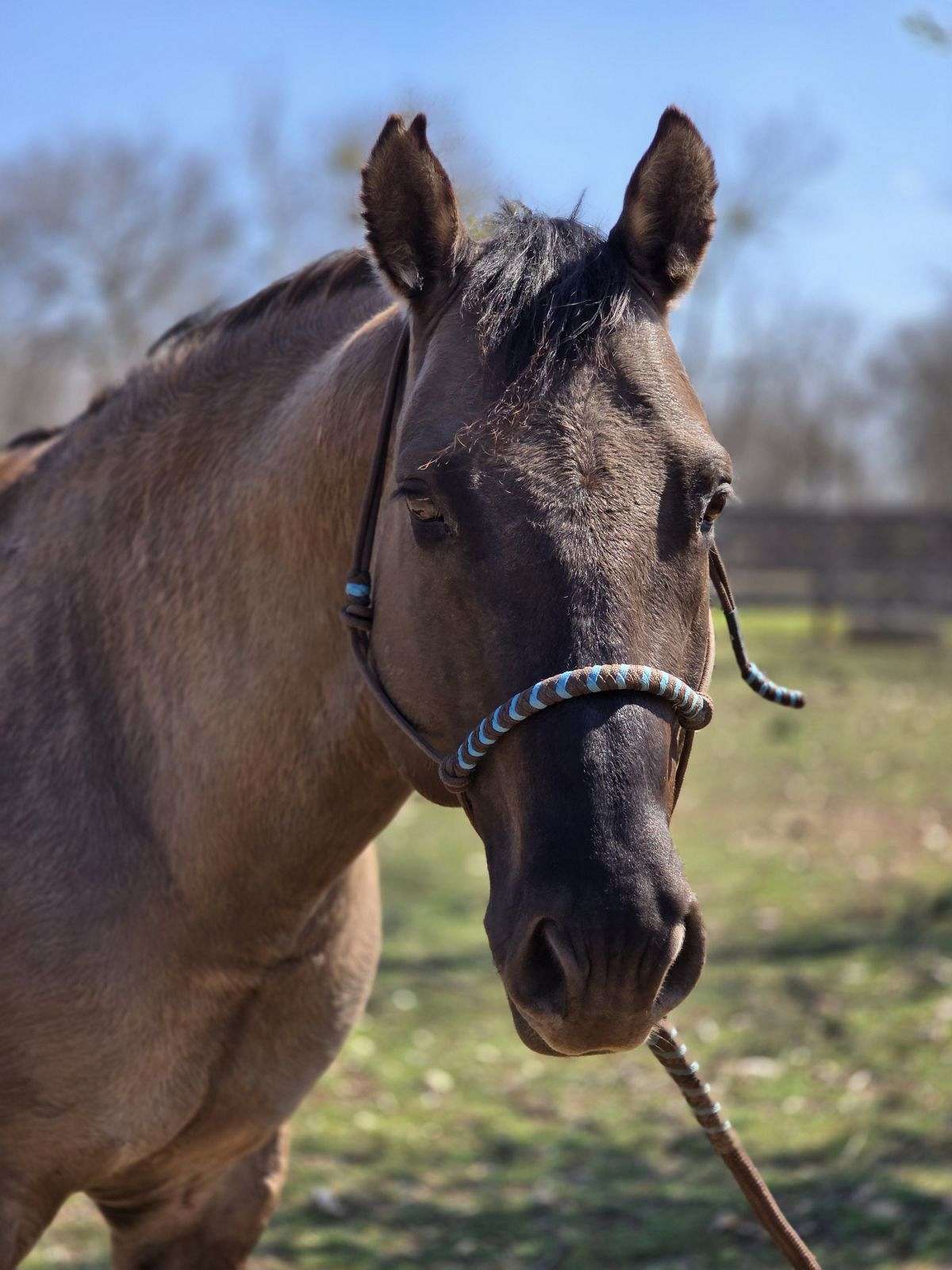 Homozygous Grulla Stallion (Driftwood Bred) / Sold