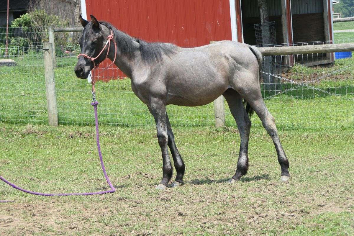 AQHA Blue Roan Filly