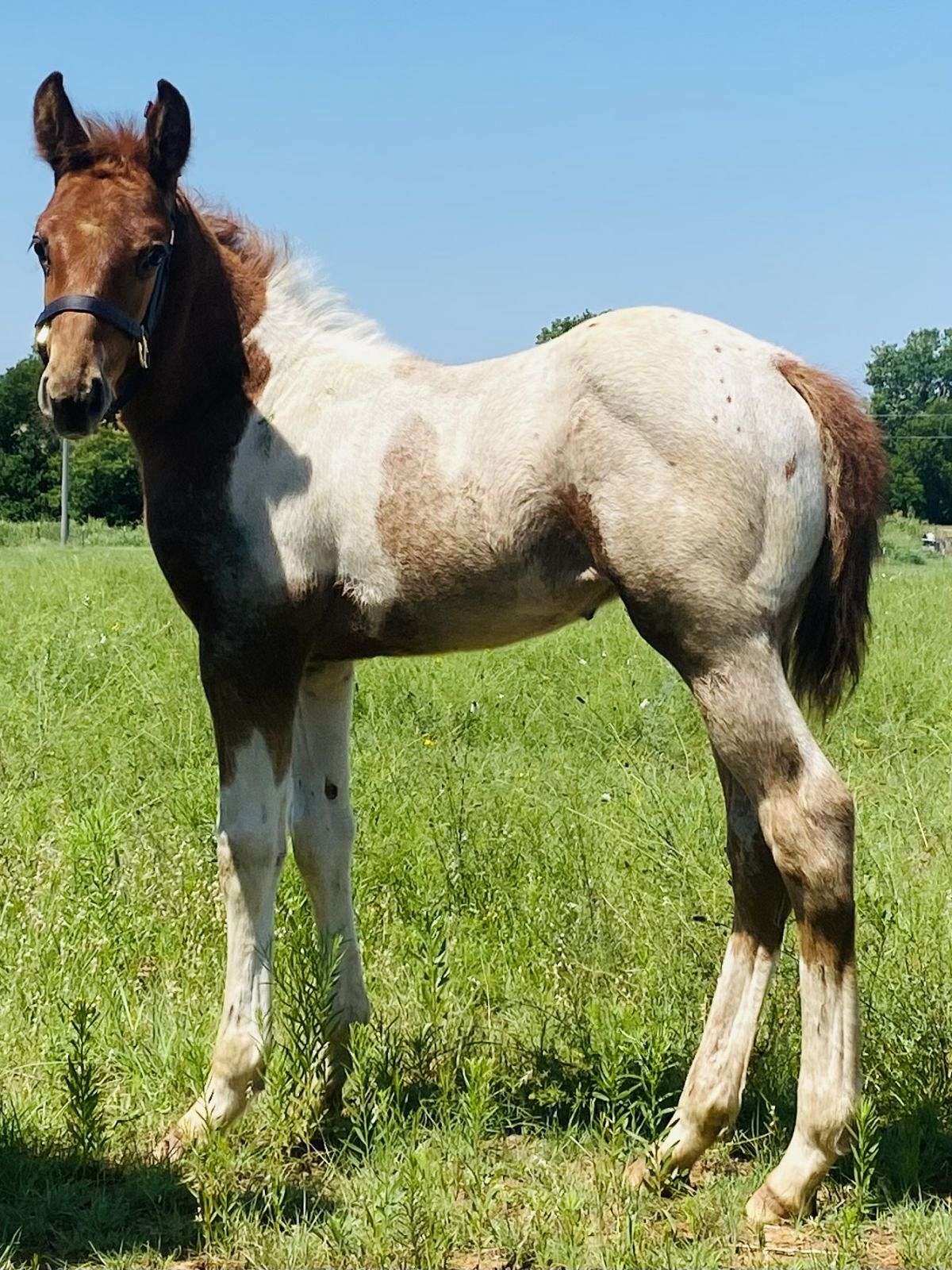 Pintaloosa Colt