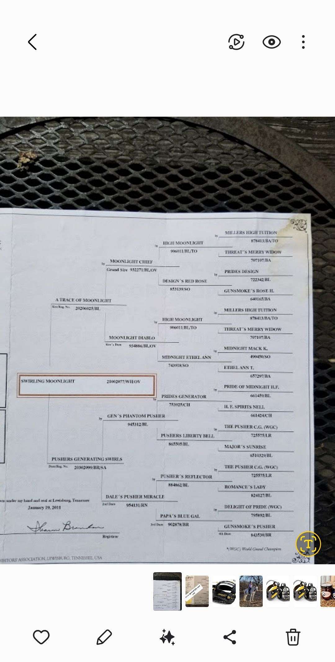 Bay Dun Sabino Filly