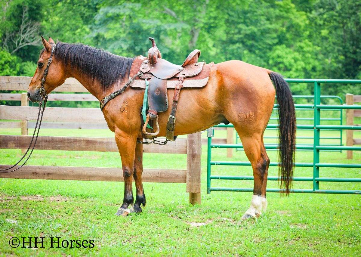 Really Cool, Well Broke, Bay Quarter Horse Ranch Gelding, Ropes, Trail Ride