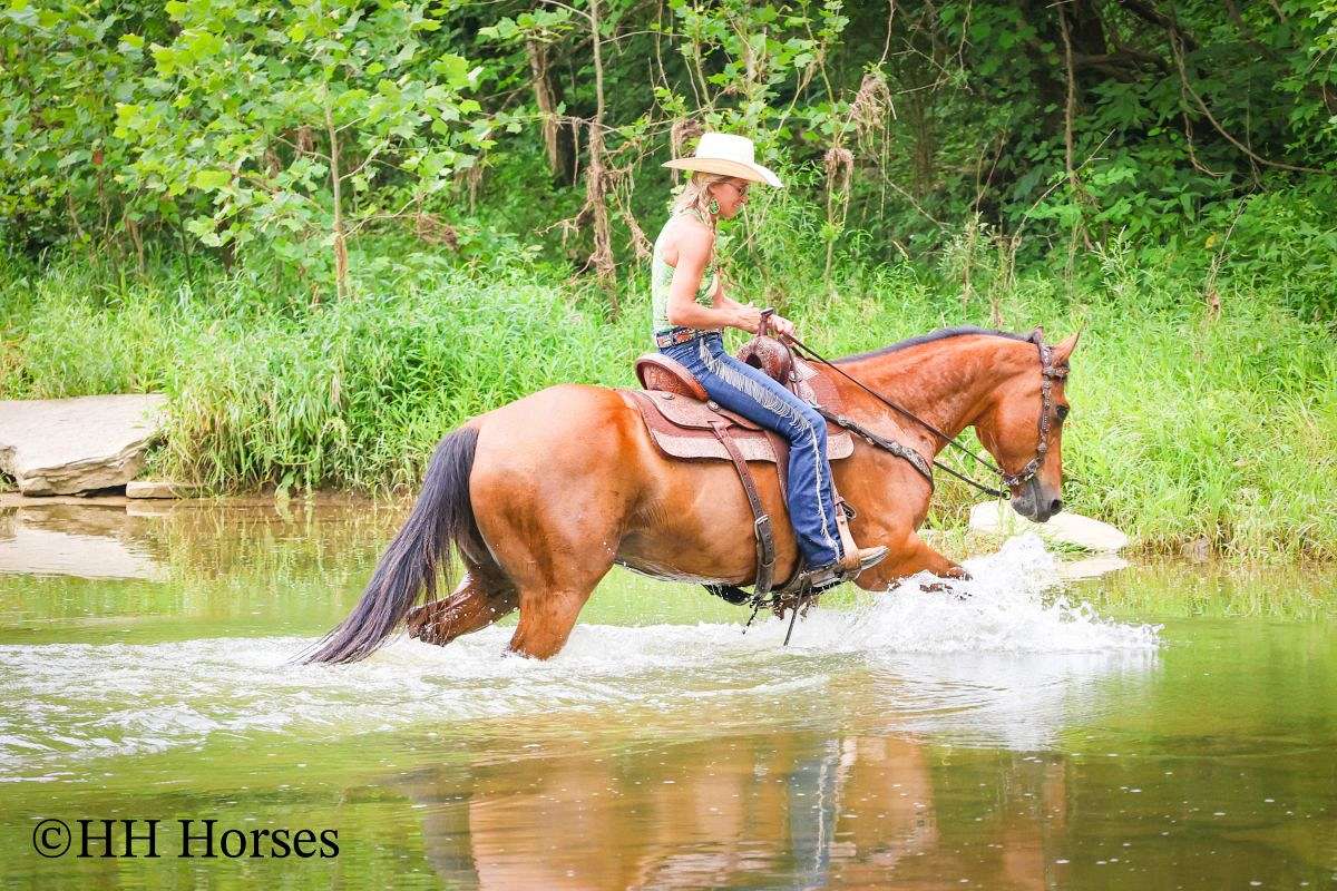 Really Cool, Well Broke, Bay Quarter Horse Ranch Gelding, Ropes, Trail Ride