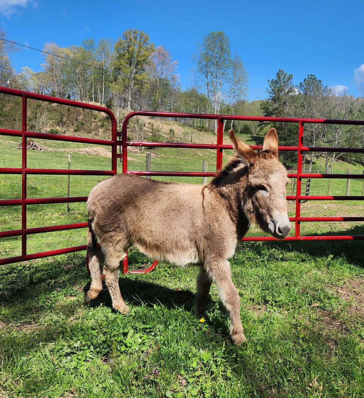Donkey Jenny