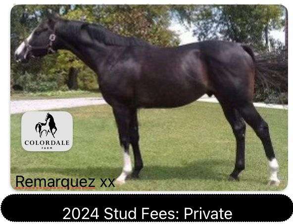 Sold. Mare in Foal to Frame Overo JC Stallion, Remarquez