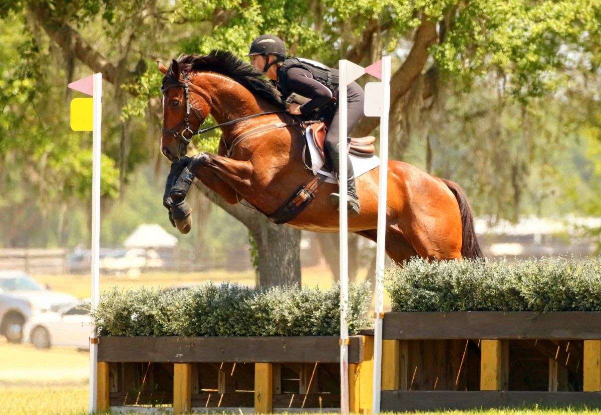 Man From Nazareth--16.1h, 2021 TB Gelding, Trained, Never Raced