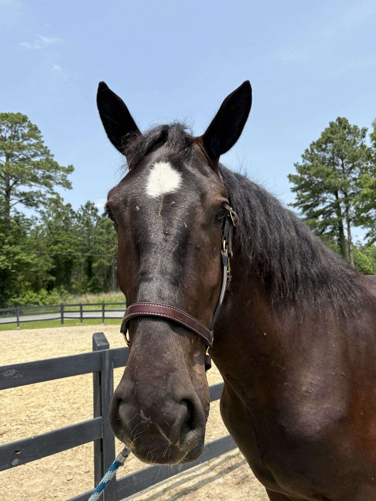 Gentle Percheron Gelding