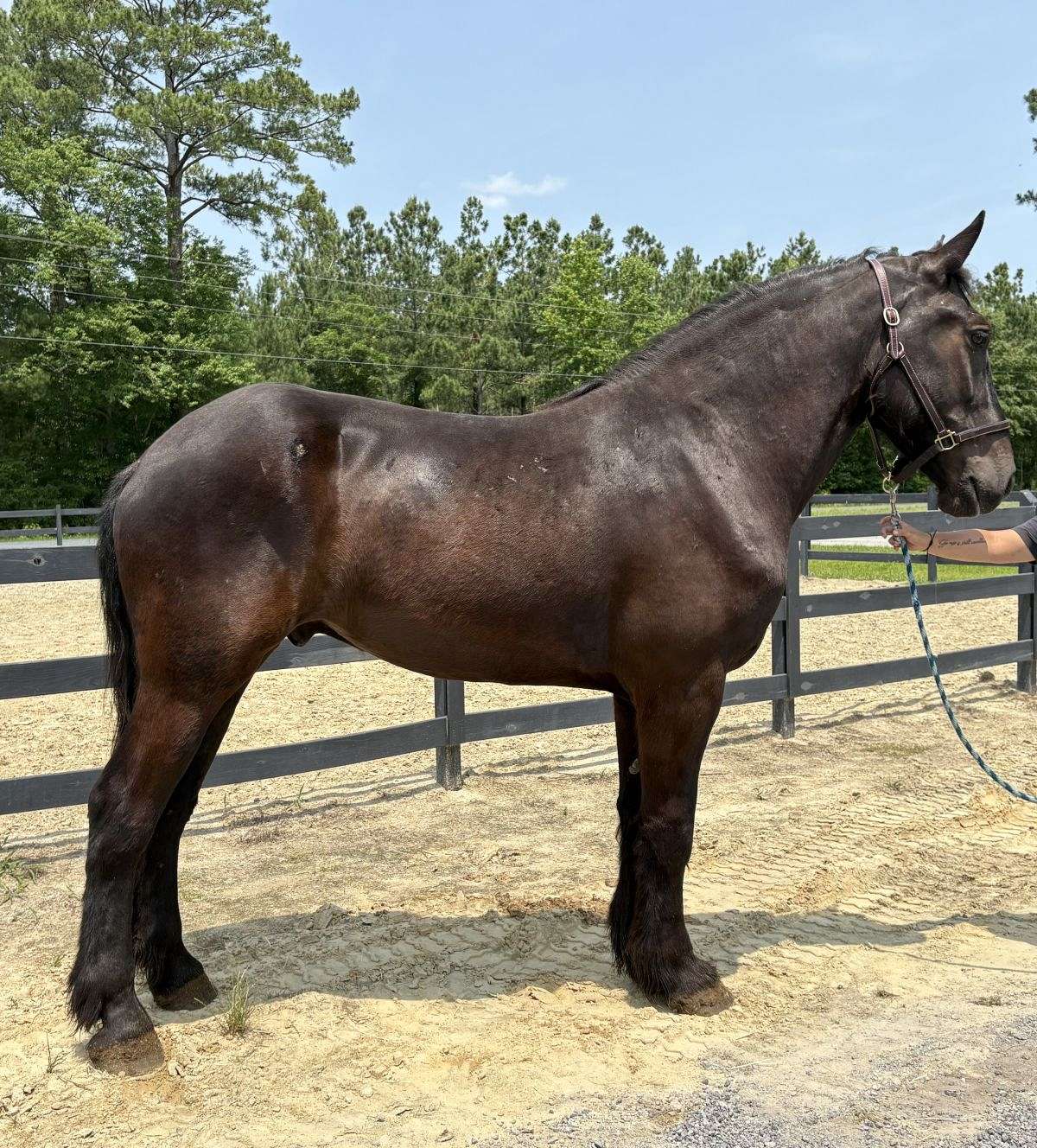 Gentle Percheron Gelding