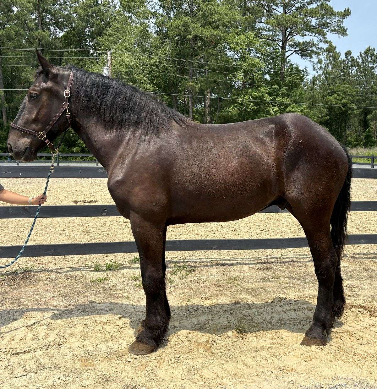 Gentle Percheron Gelding