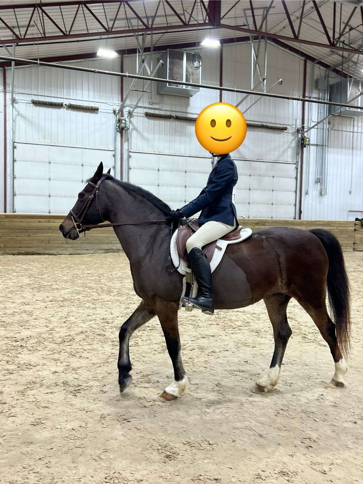 12 Year, 15 Hand Pony